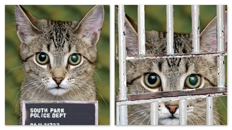 Feline Prison Break – The Faith Cafe