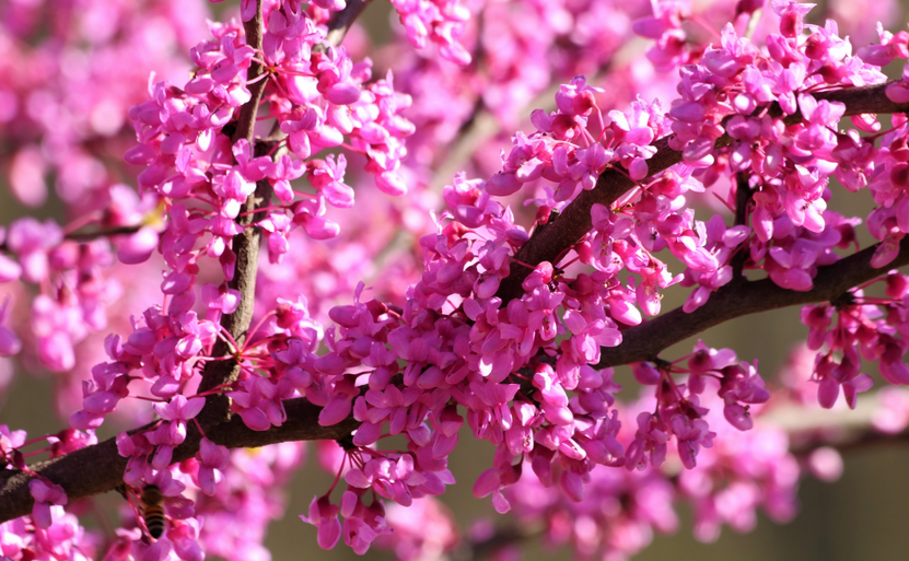 With God, You Get the Flower First! – The Faith Cafe