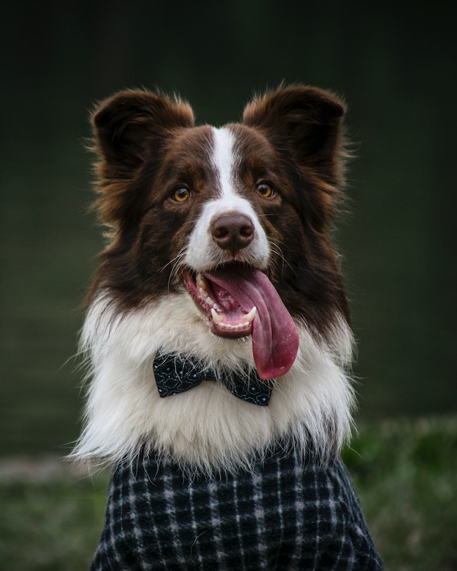 Dressing Up Animals – The Faith Cafe