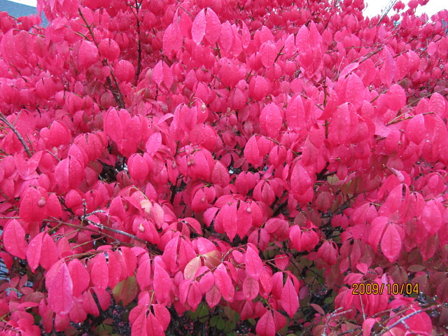 What Is Your “Burning Bush”? – The Faith Cafe